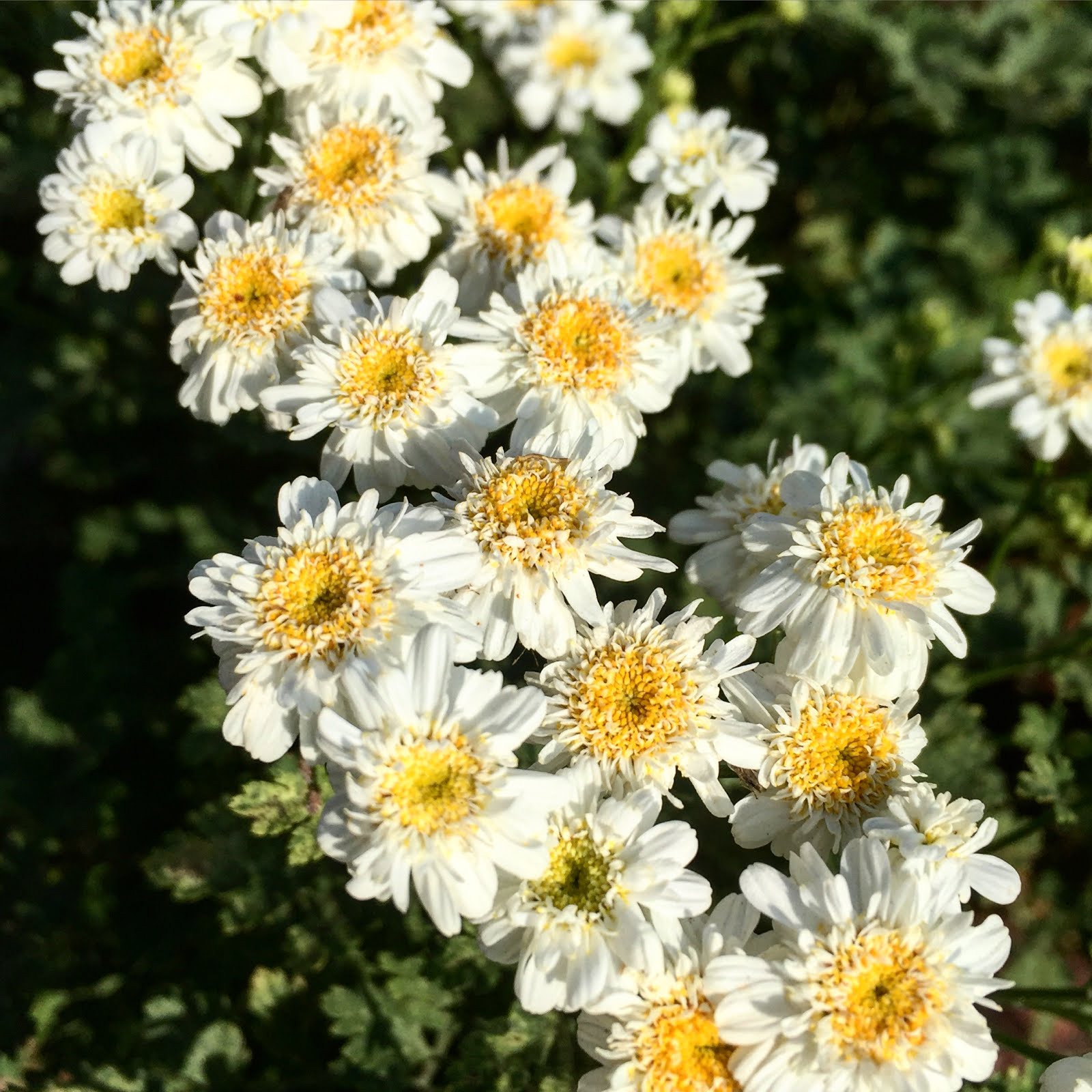Aprille's SoCal Gardening : Double Feverfew