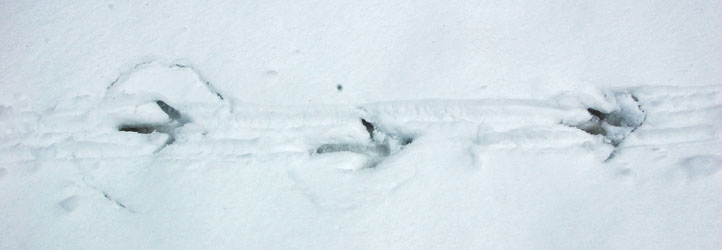 Content in a Cottage: Strange Footprints in New Snow at The Cottage
