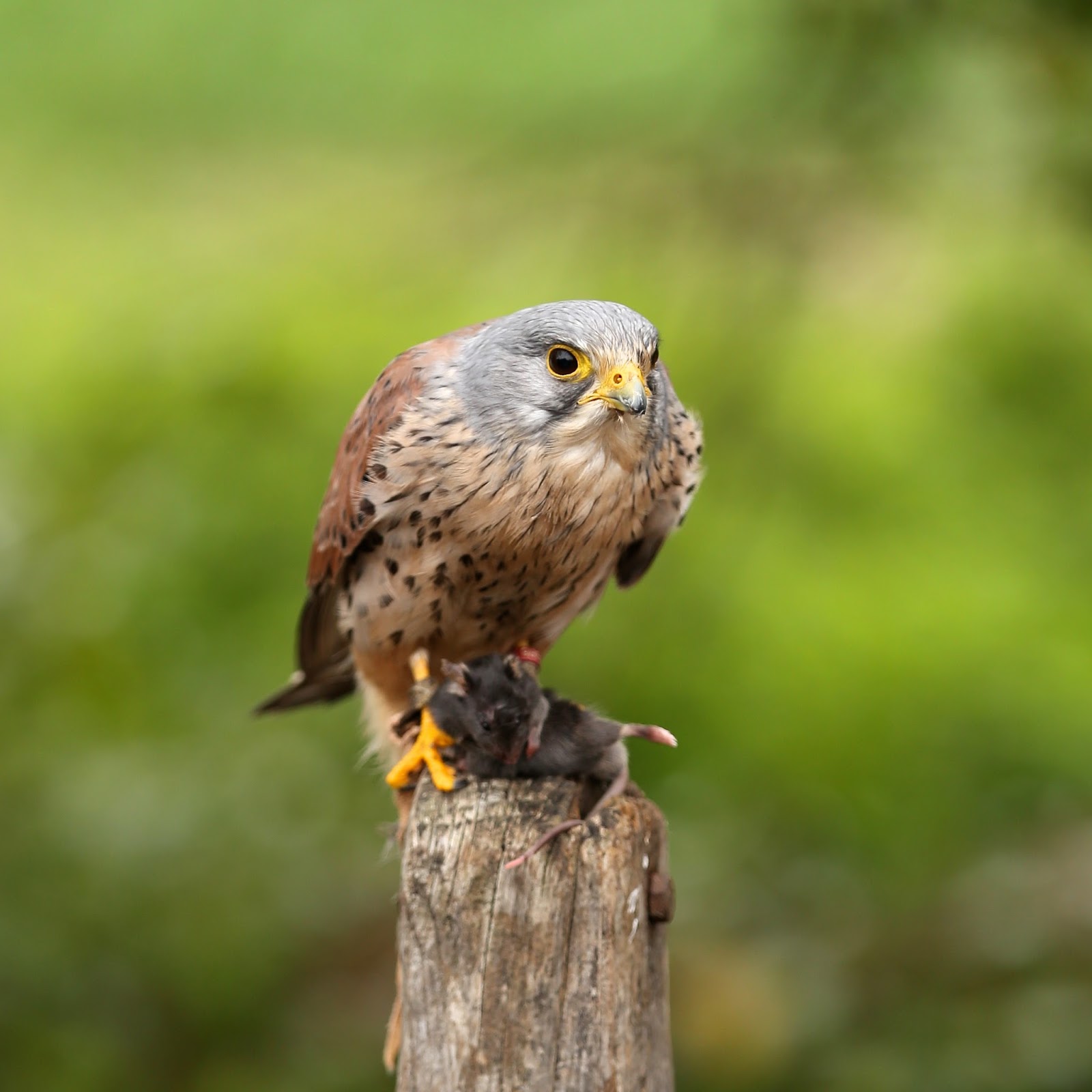 TrogTrogBlog: Bird of the week - Kestrel