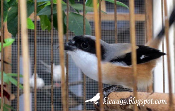 CARA MERAWAT BURUNG PENTET AGAR CEPAT BUNYI DAN GACOR SERTA BANYAK ...