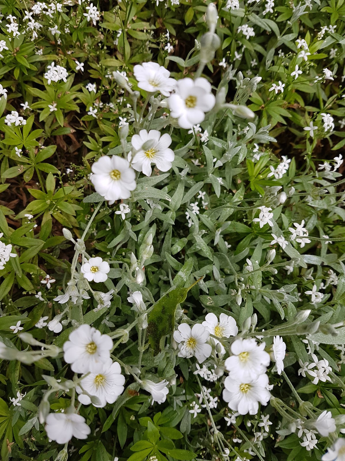 Fruens Flora: God pinse.