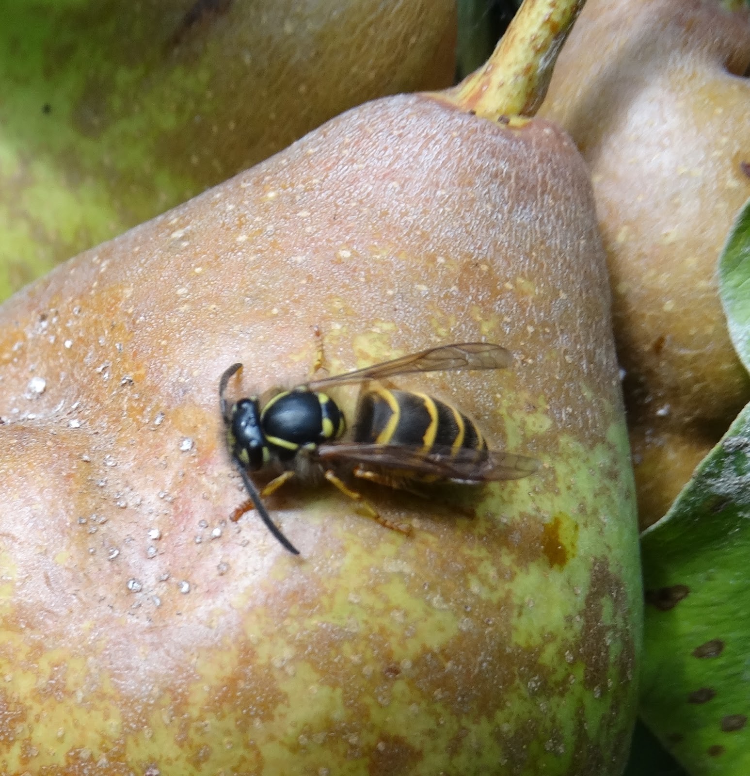 oog voor de natuur: Wespen doen zich tegoed aan gevallen peren in de ...