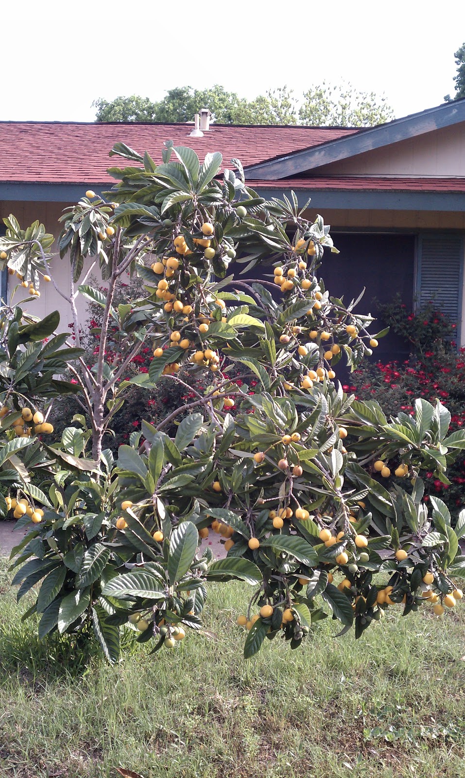 Ecoloxica: A Mexican American Ecological Chica.