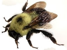 MAMANGABA (Bombus sp.)