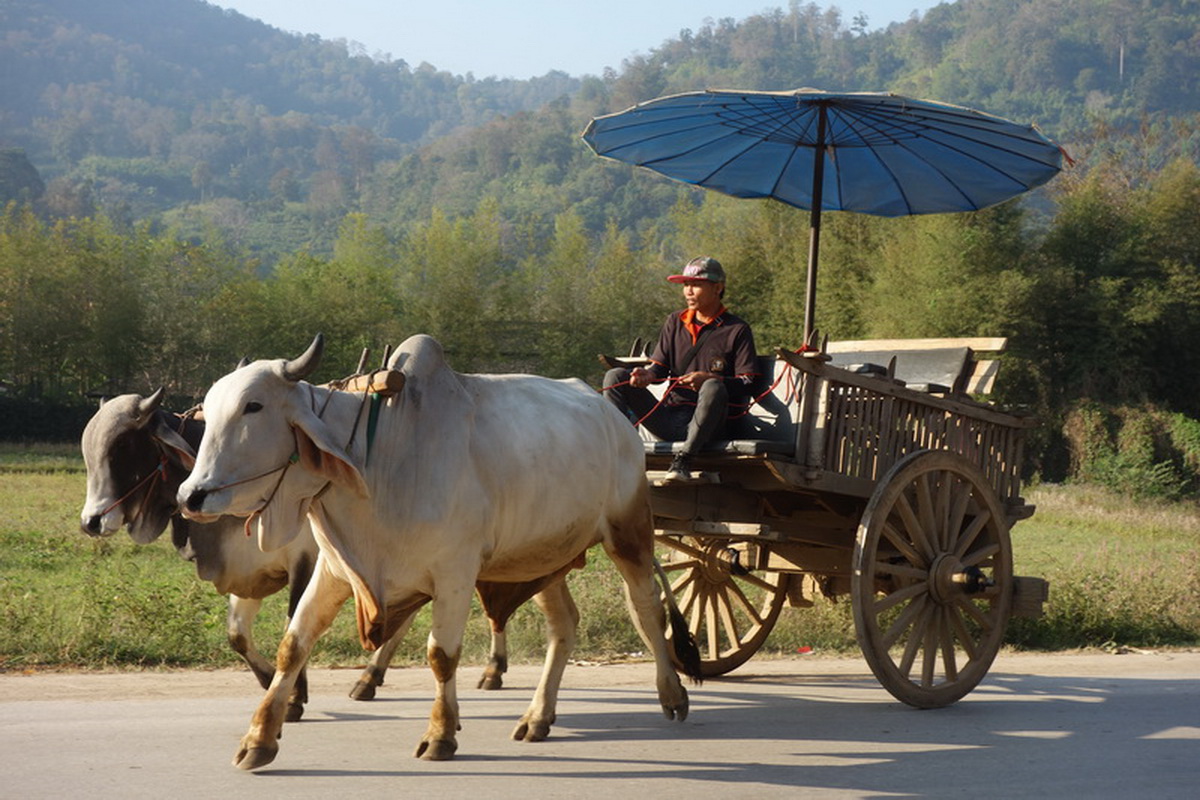 Chiang Mai Travel: Mae Tang Elephant Safari Tour