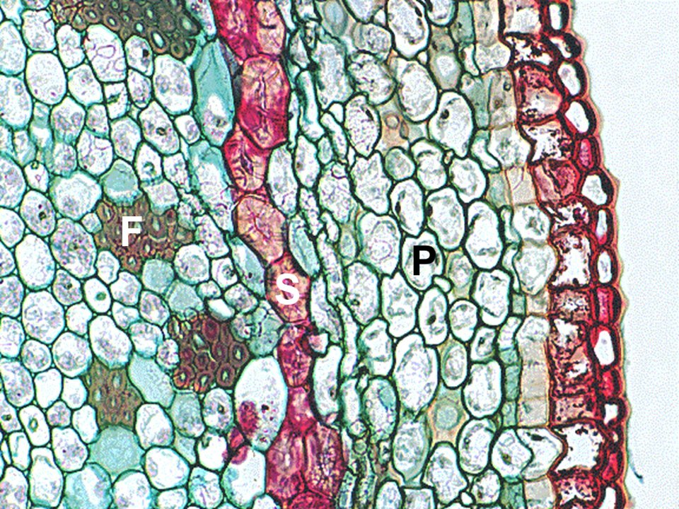 Botany Professor: Everything you wanted to know about plant cells, but ...