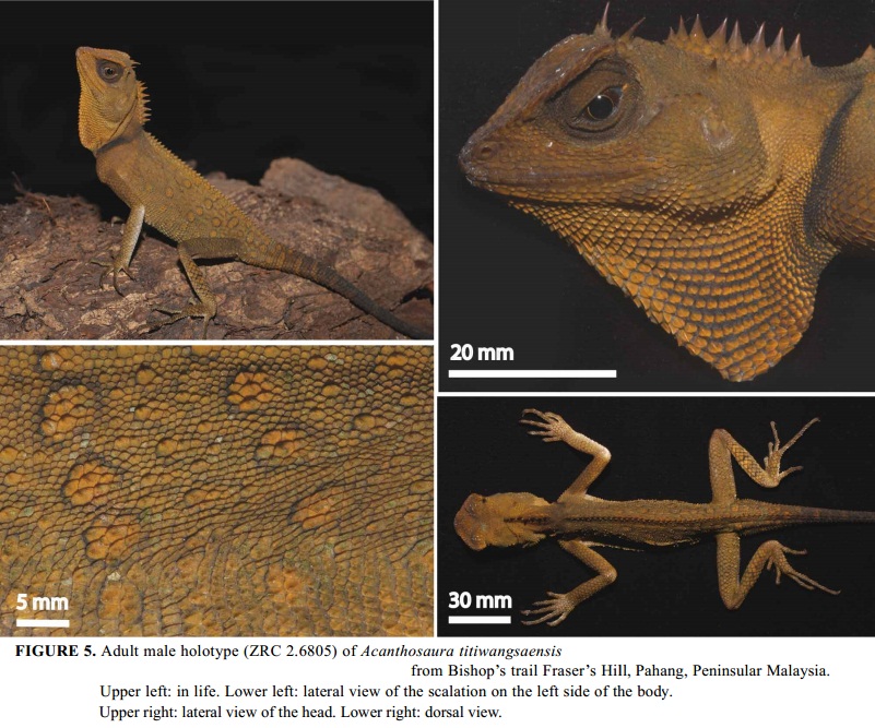 Species New to Science: [Herpetology • 2009] Acanthosaura bintangensis ...
