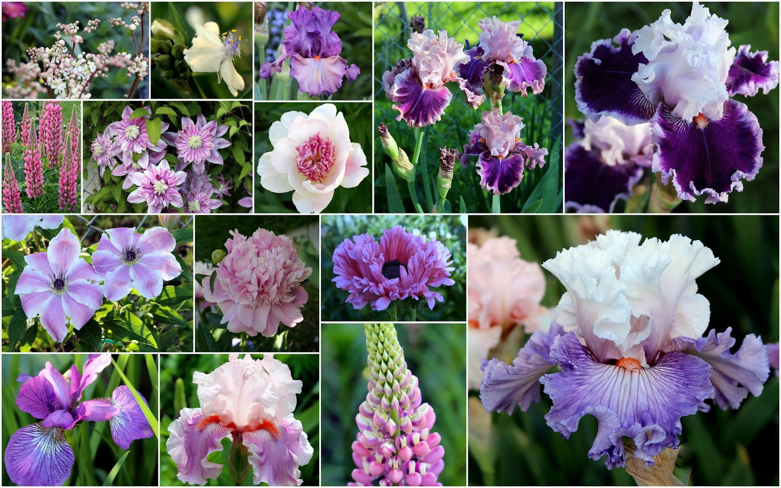 World of Irises: "Talking Irises" TALL BEARDED IRISES: COMPANION PLANTS ...