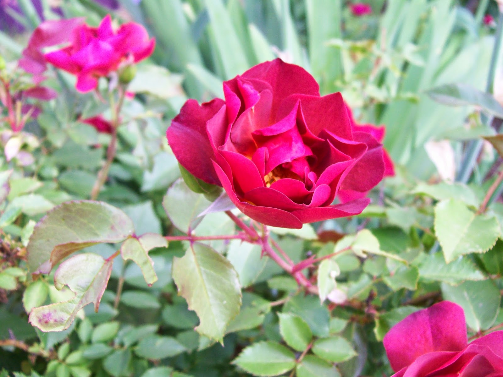 Amateur Gardener: Cinco De Mayo Rose