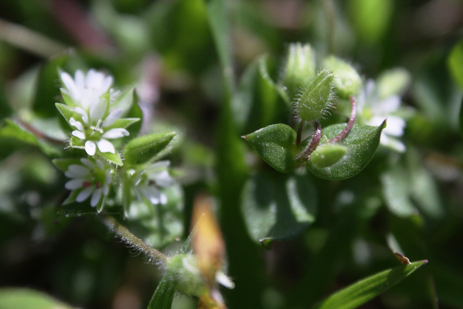Nature Photography and Facts : Common Chickweed
