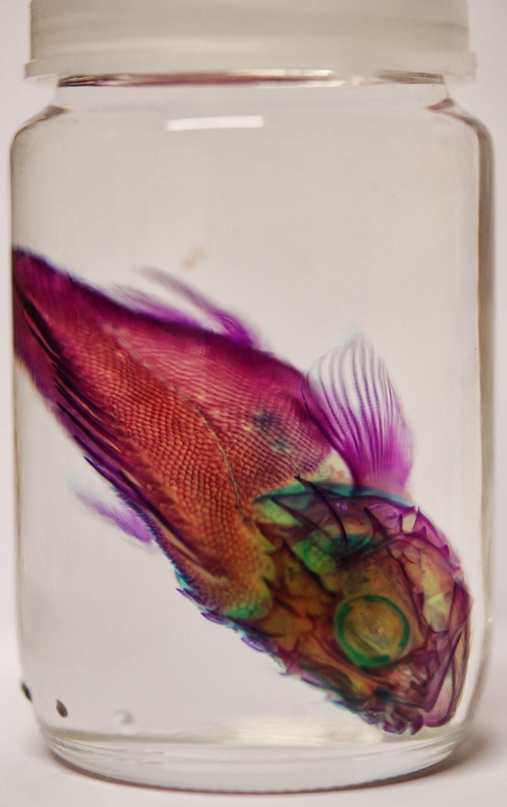 Skulls, bones and fish soup: Clearing and staining