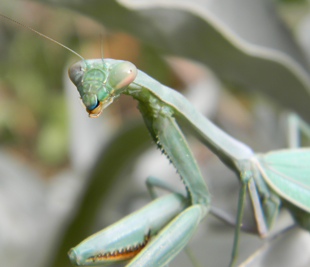 Journal of a Naturalist: The Praying Prophet