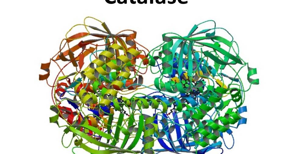 World of Biochemistry (blog about biochemistry): Catalase