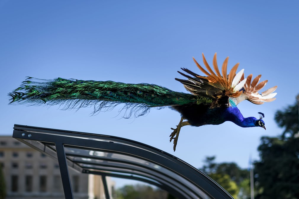 BARRY the BIRDER: A United Nations peacock in flight...