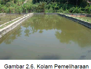 Jenis Kolam Ikan Budidaya – Jati.id