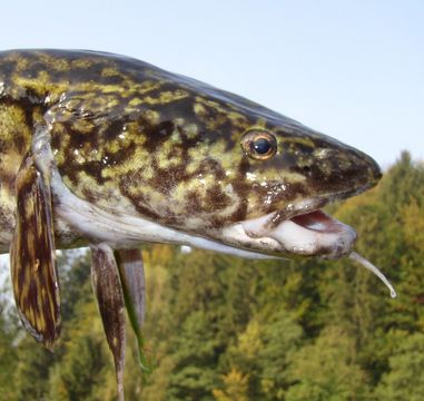 Big Fishes of the World: BURBOT (Lota lota)