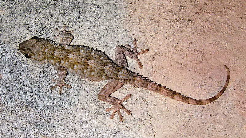 Le blog de la Coudoulière: Tarente VS lézard