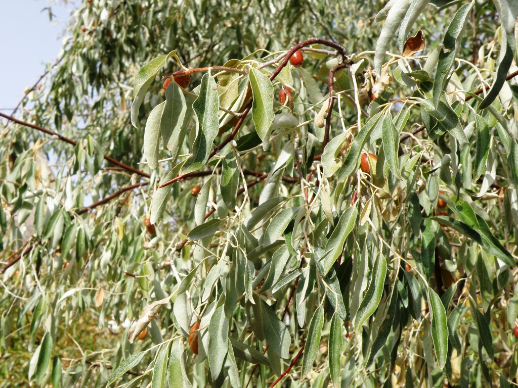 S/V BeBe: Cappadocia