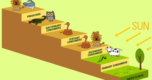 English @ school: Food chain's levels: