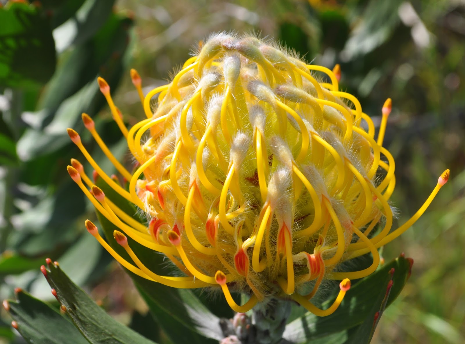 A Passion for Flowers: Leucospermum: The Hawaiian Hybrids