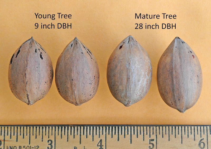 Northern Pecans: 2012
