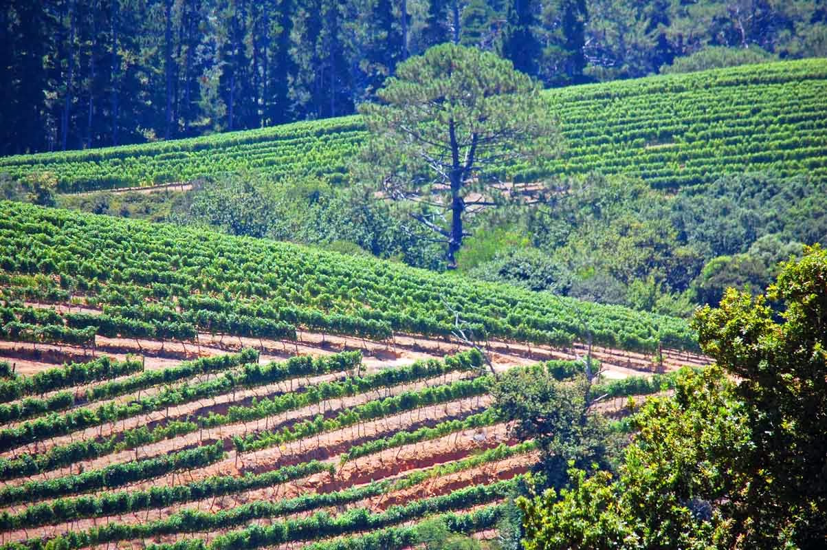 .: The new tasting room at Constantia Glen
