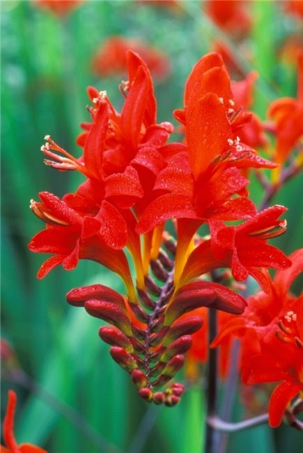 Top 3 Rarest Red Flowers In The World ~ Stunning nature