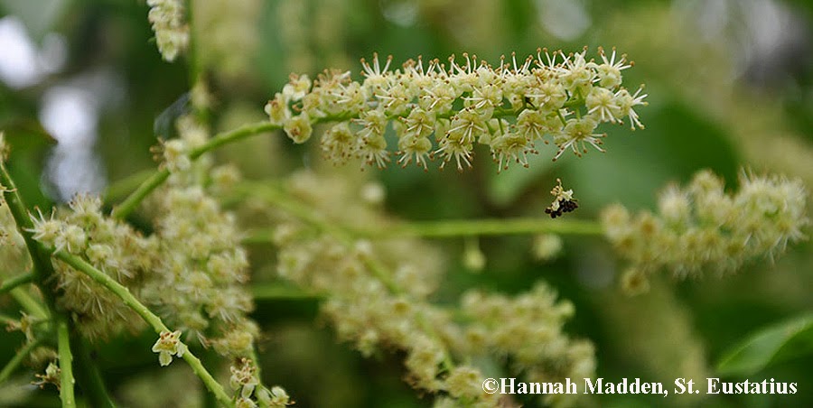 elarbolmiamigo-encinarosa: Bursera simaruba / Pistacia simaruba ...
