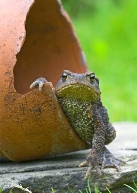 Bailey's Buddy: Toad Tuesday