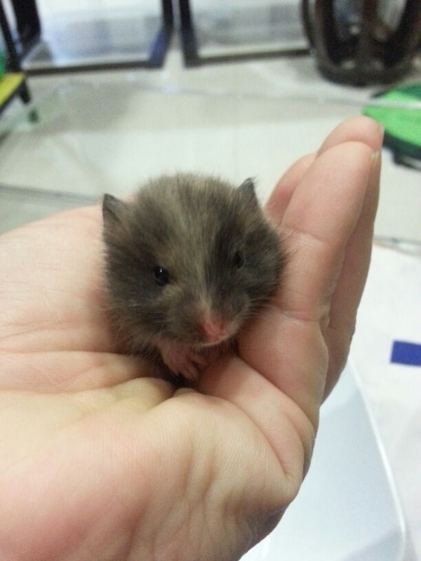 Natural PawPals: Cherimoya the Calico (aka Tortoiseshell Banded) Syrian ...