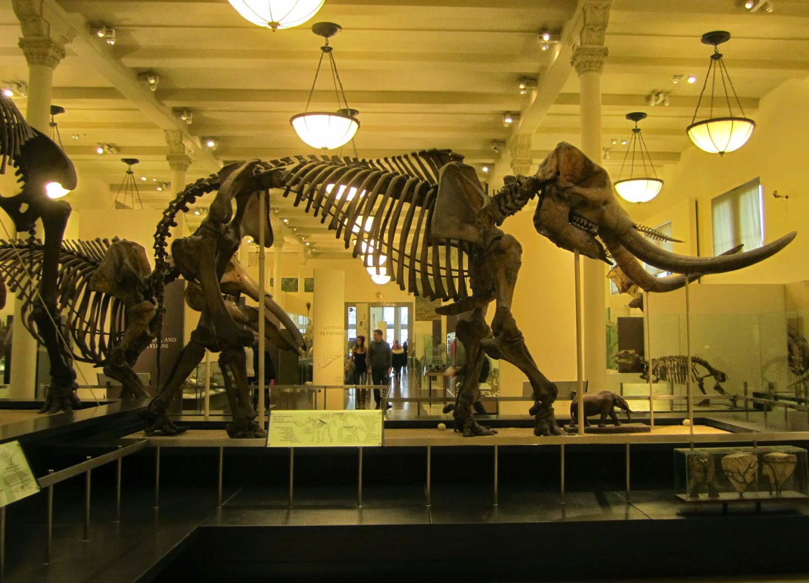 Jarvis House: Theodore Roosevelt Sculpture at the American Museum of ...