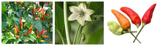 Capsicum frutescens L ~ Evolusi Dan Keragaman Tumbuhan Buah Edibel Di ...