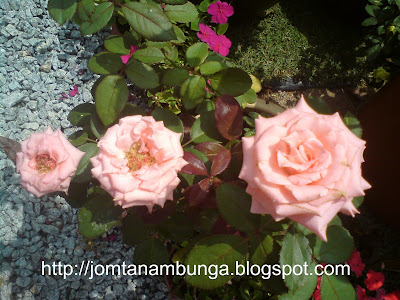 Jom Tanam Bunga: Bunga Ros Si Bunga Popular