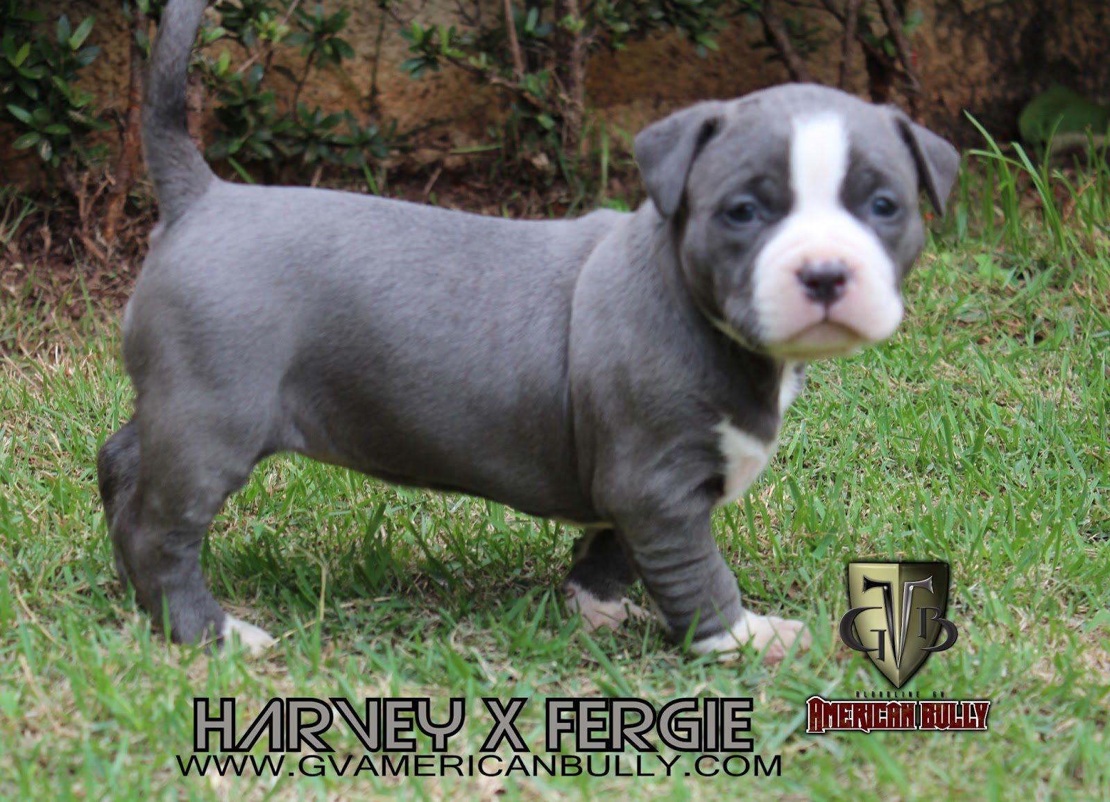 Filhotes American Bully | GV American Bully