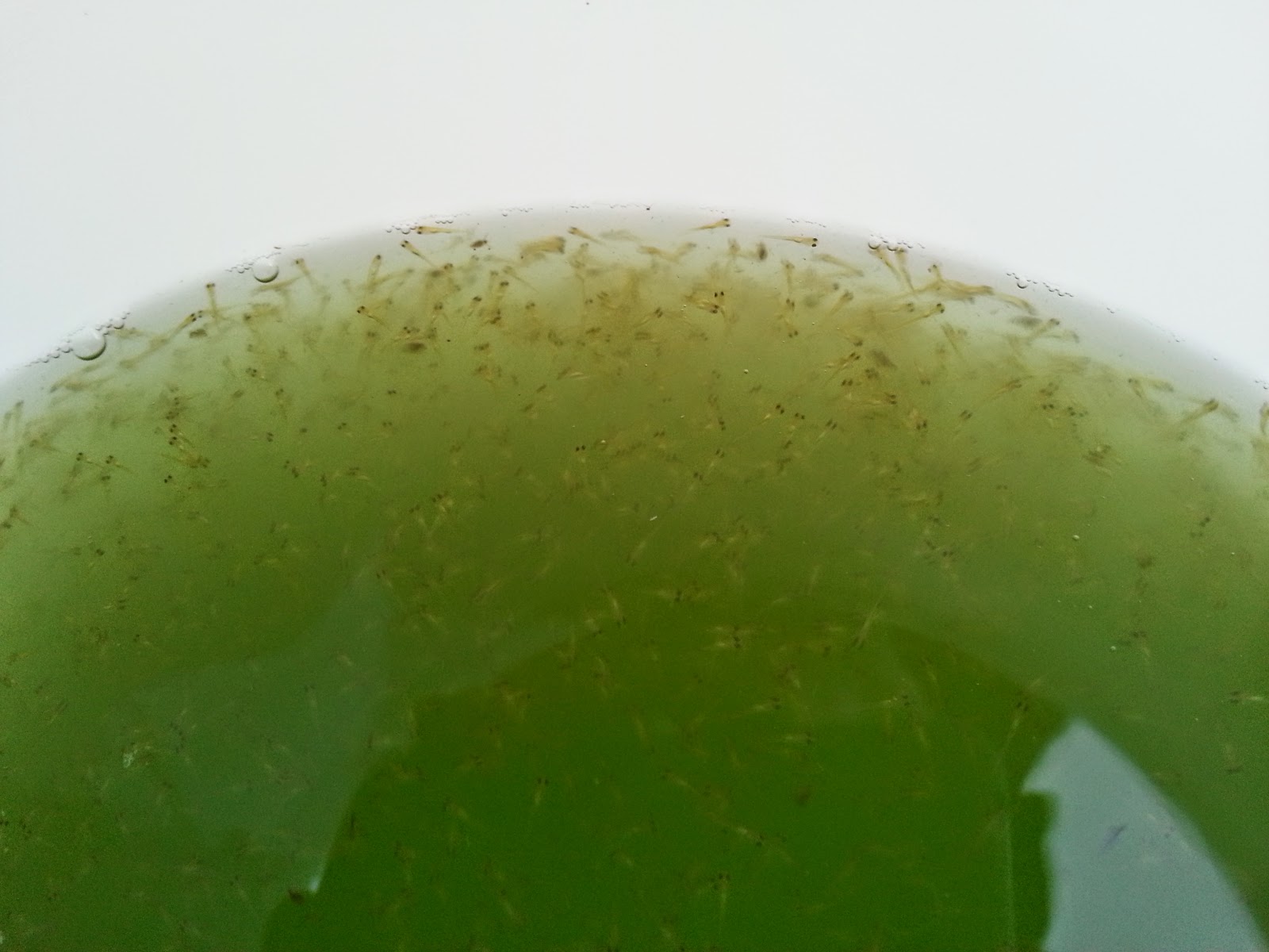 Mid May, and 2 good spawnings out in the fry ponds – Byer Koi Farm