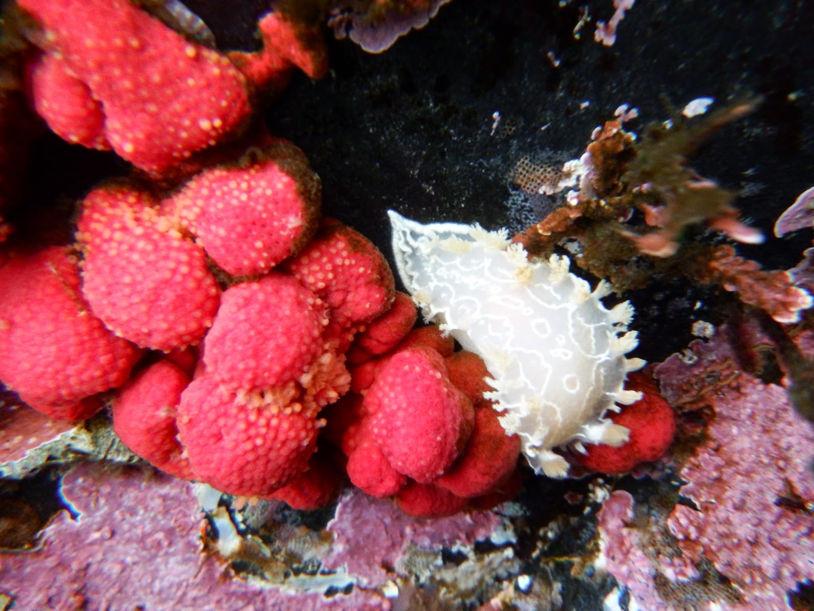 The lost frenchman blog