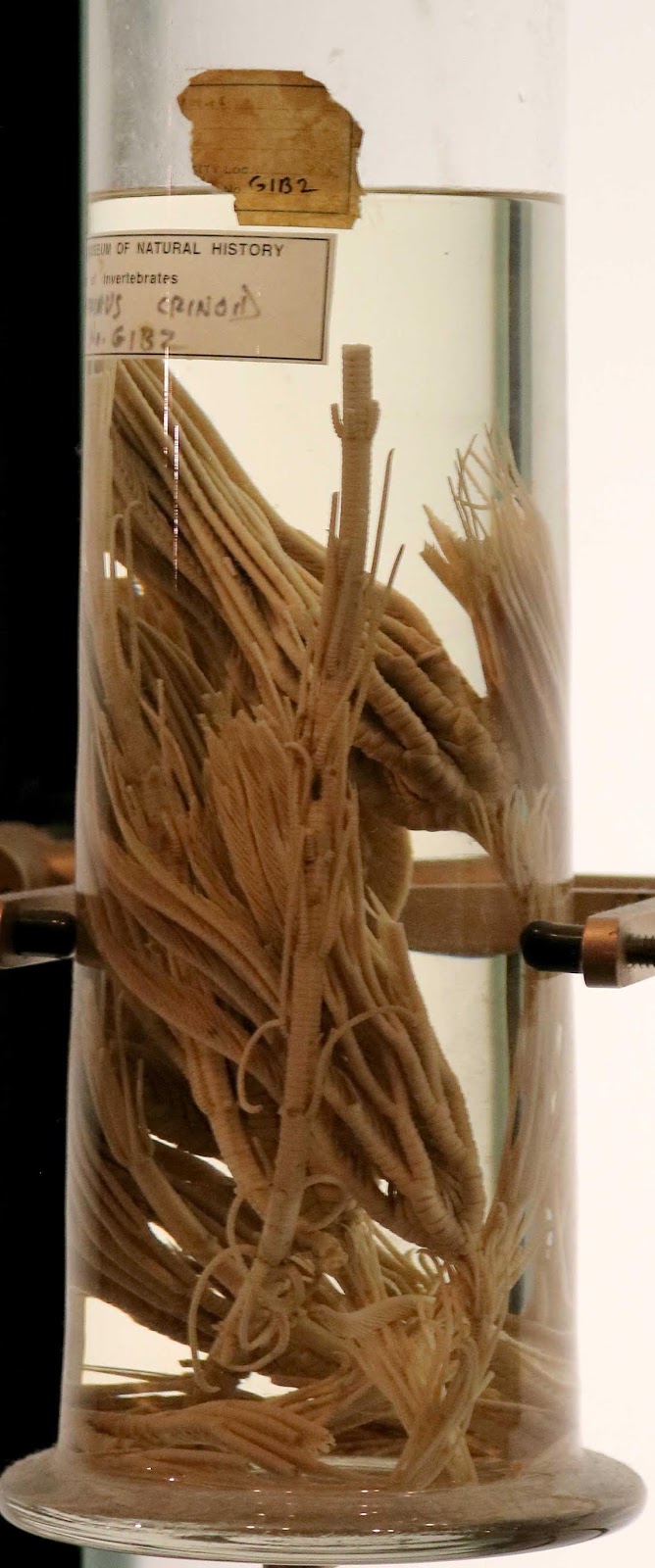 Louisville Fossils and Beyond: Modern Day Crinoids