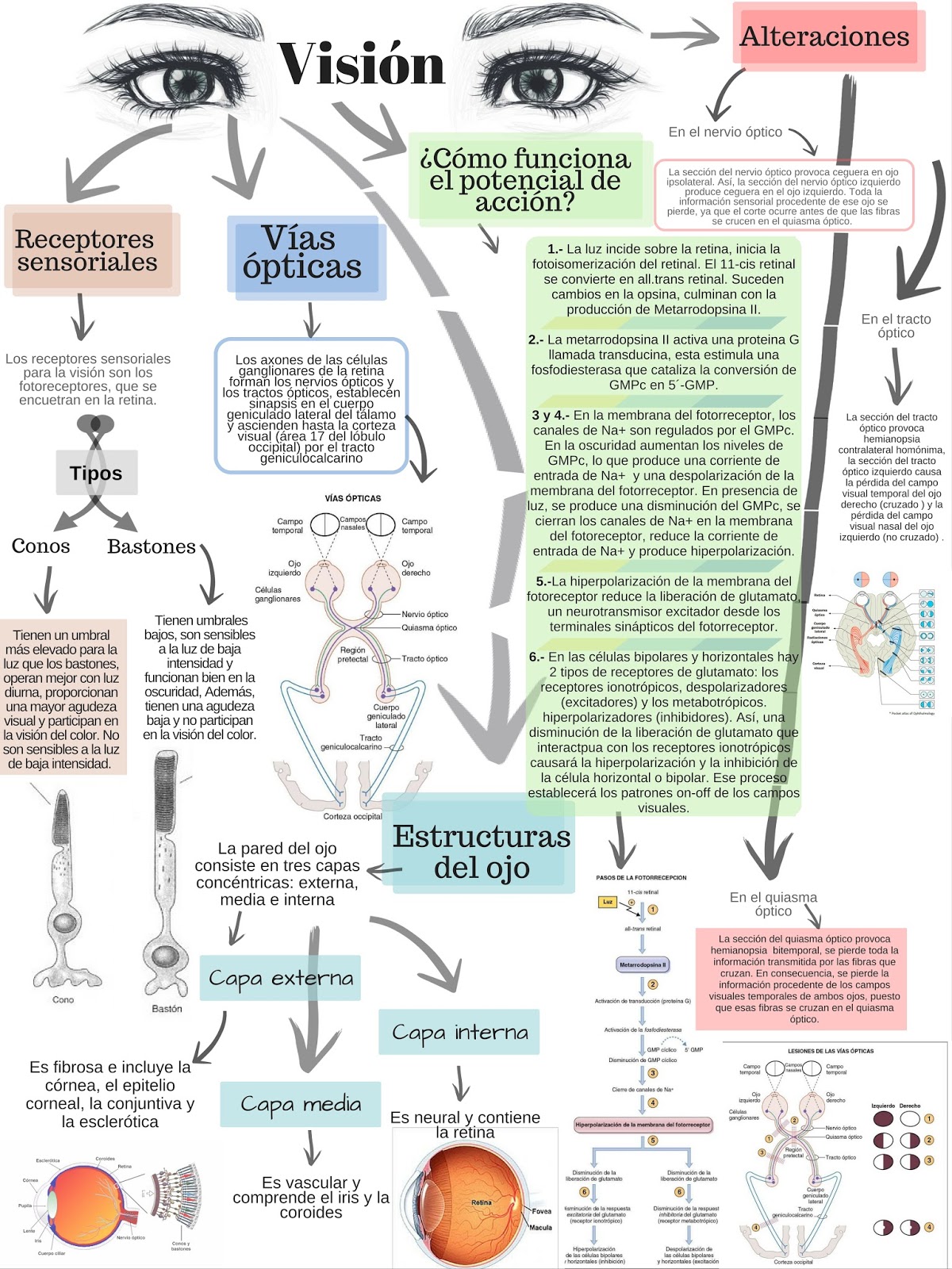 Medicina: Fisiología