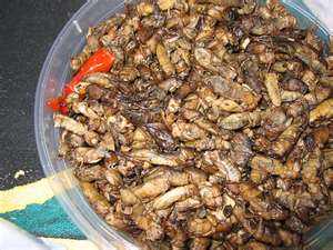 Pinoy Putahe at Ibp.......: INSECT FOR FOOD:)