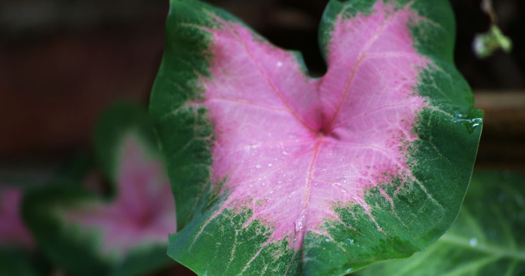 10+ Jenis Tanaman Hias Caladium