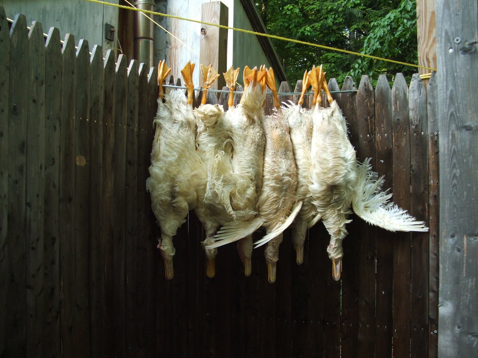 Backyard Farming: Your Backyard Farm