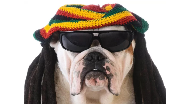 ¡A tu perro le gusta el Reggae!