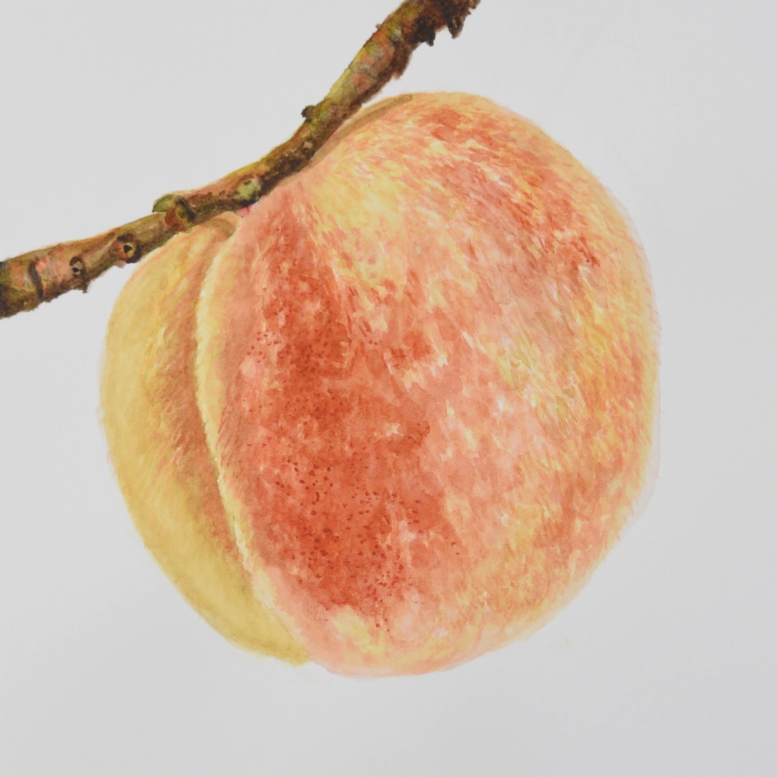 Chris paints daily : Peach