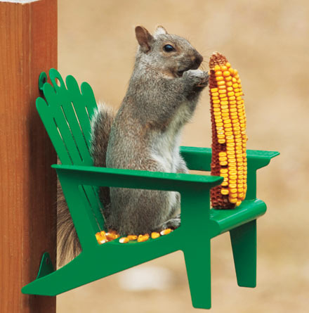 Barb's Botanical Garden: Squirrel Chairs - Who Knew?