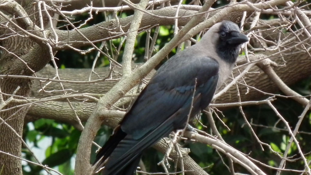 Wonderful World of Birds: Common City Birds