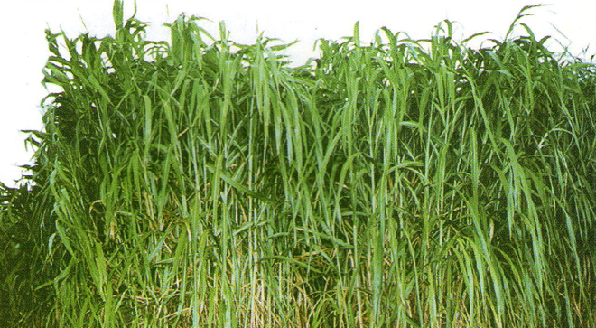 CAPIM ELEFANTE NAPIER (AGROPECUÁRIA)