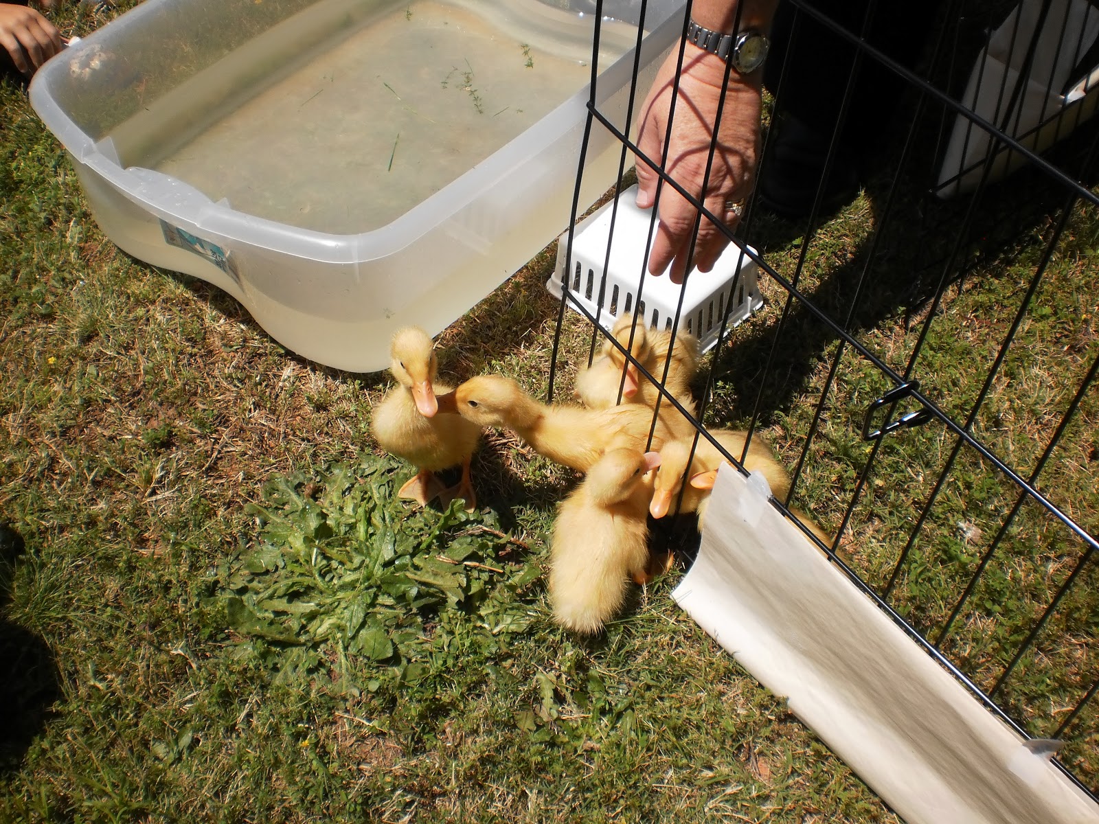 Click, Clack, QUACK!: How do ducks hear and when will they quack?