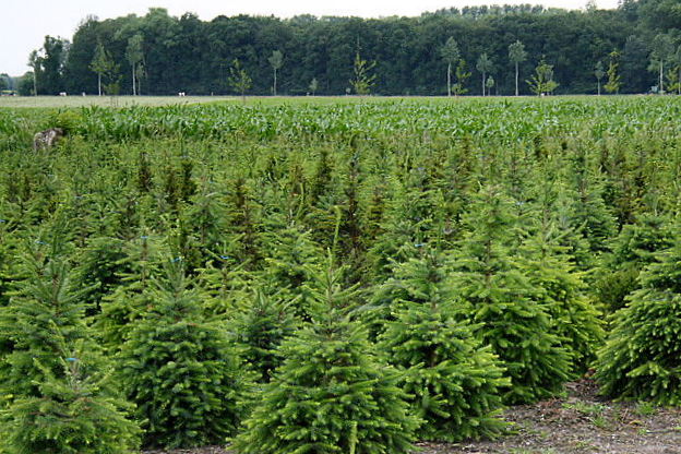 vogelsenzo: O dennenboom, O dennenboom