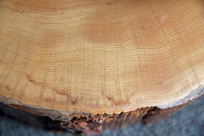 Nature Scribe: January 2013