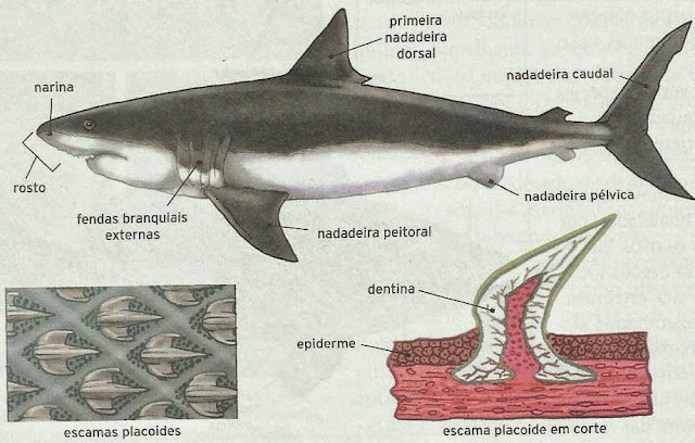 Segundo Ano Biologia: Peixes
